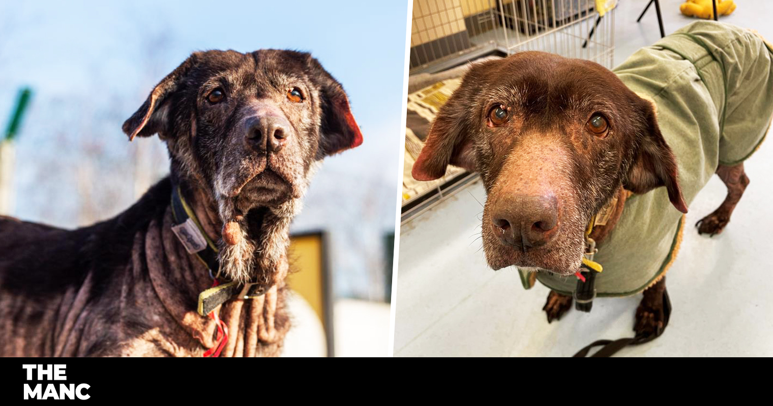 A senior labrador with 'the sweetest face' has gone viral on Twitter
