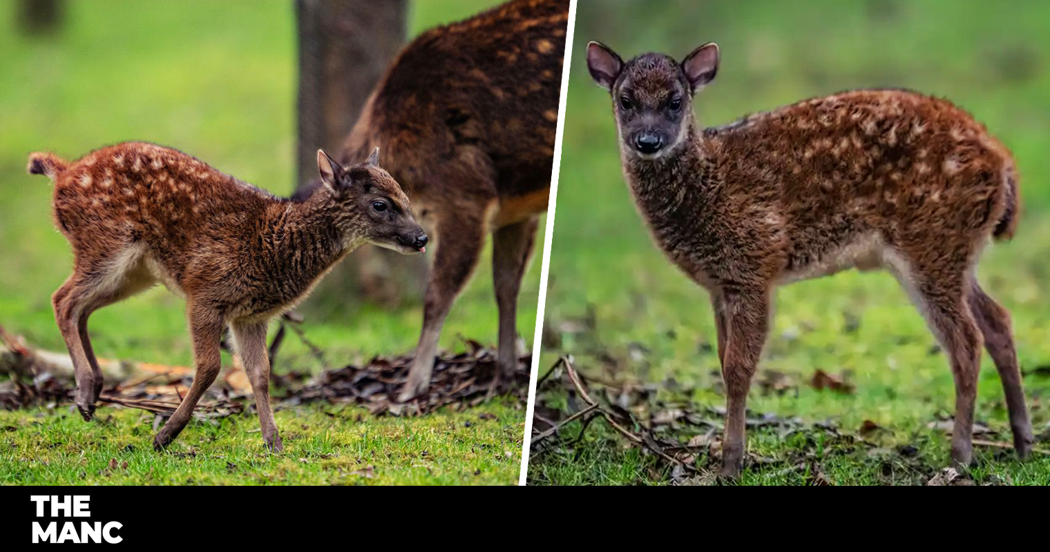 'Super rare' endangered baby deer born at Chester Zoo pictured for the ...