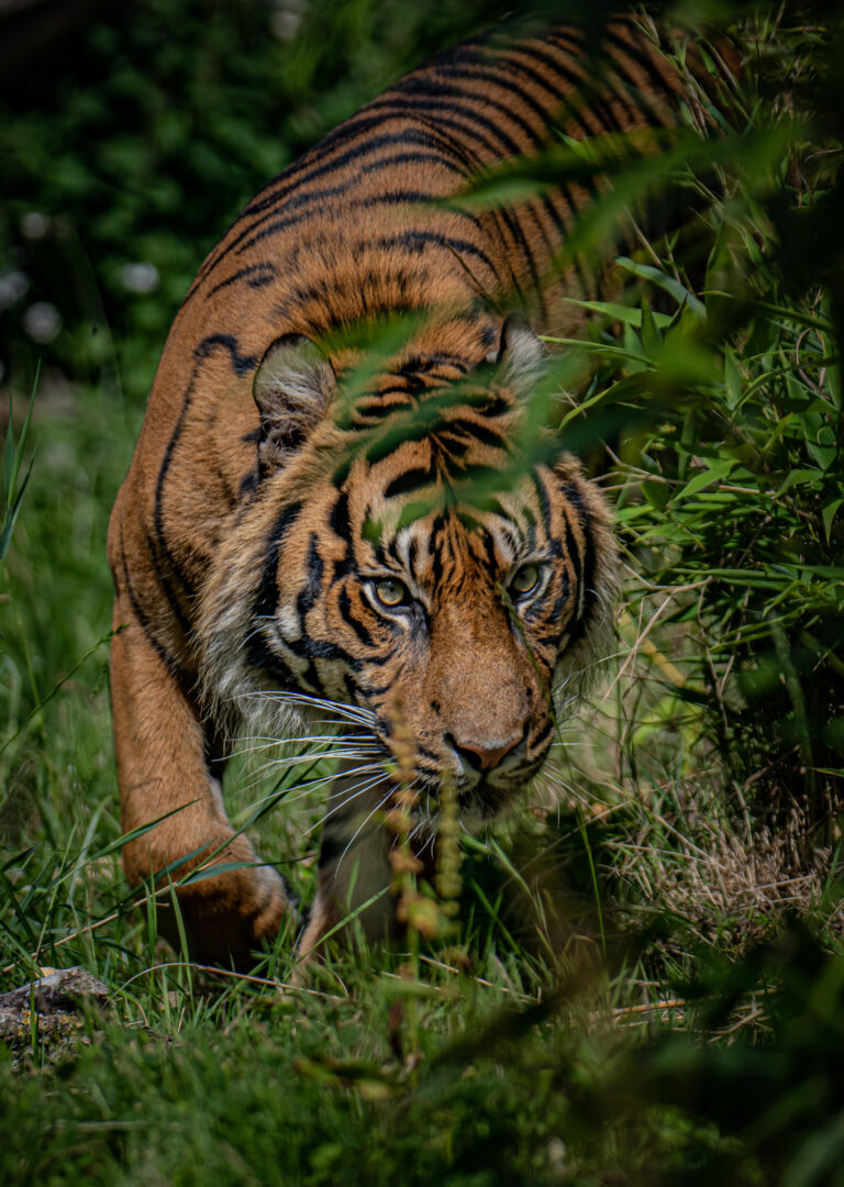 Rare 'handsome' tiger arrives at Chester Zoo to save his species