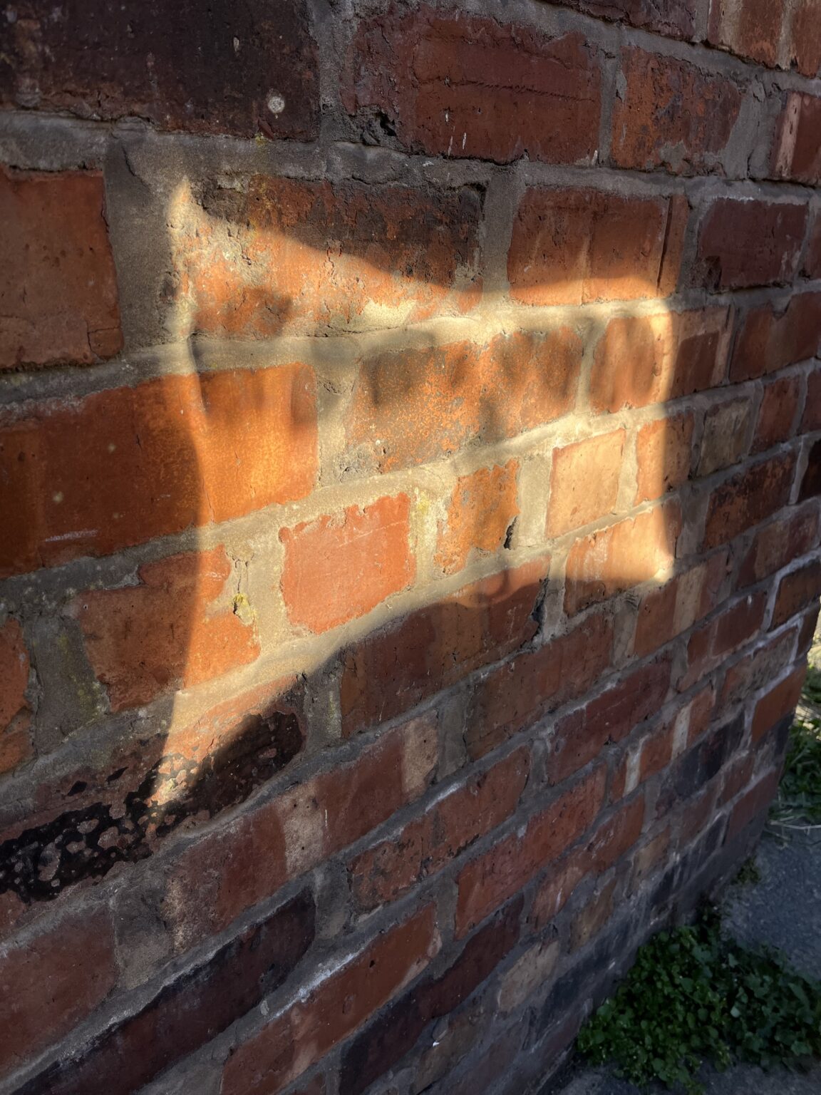 Neglected Moss Side ginnel transformed into leafy art gallery