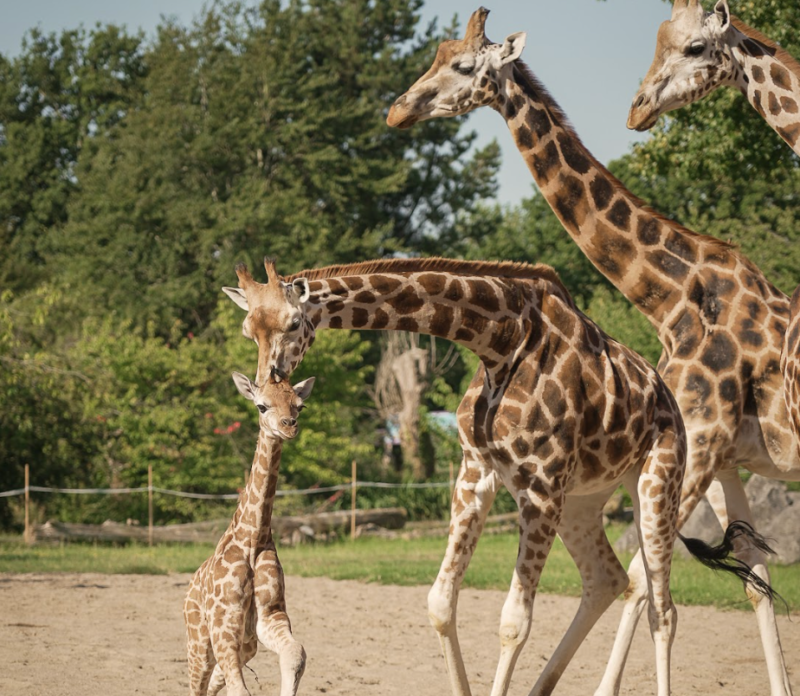 Chester Zoo shares video of 'rare' baby giraffe falling 6ft to the ...