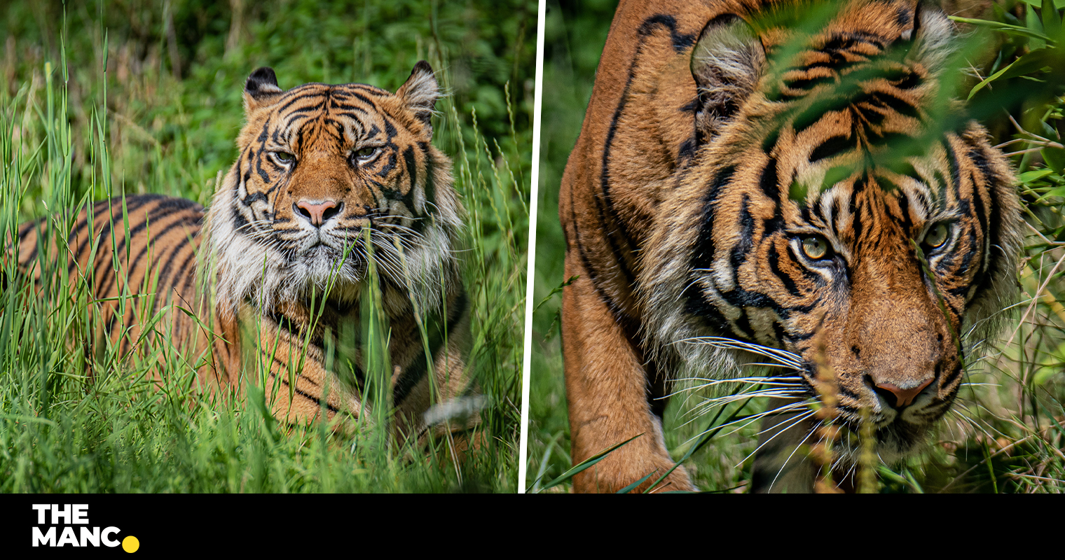 Rare 'handsome' tiger arrives at Chester Zoo to save his species