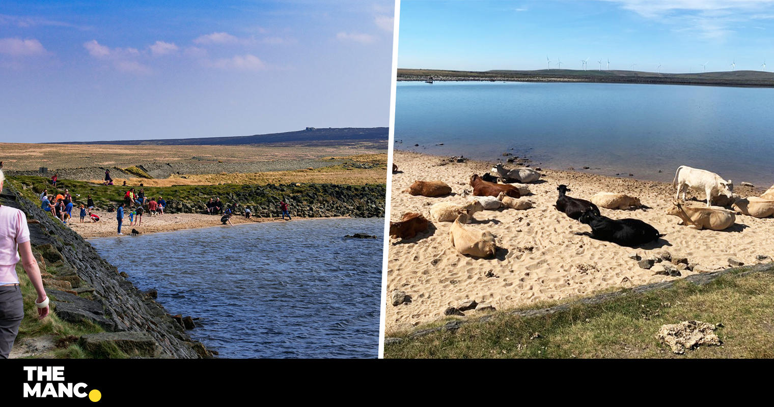 The 'secret beach' near Manchester has been overrun... by cows