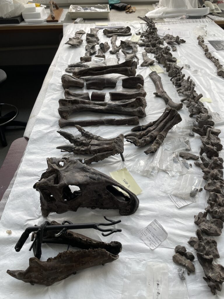 The 110 million-year-old dinosaur skeleton that Manchester Museum hopes ...