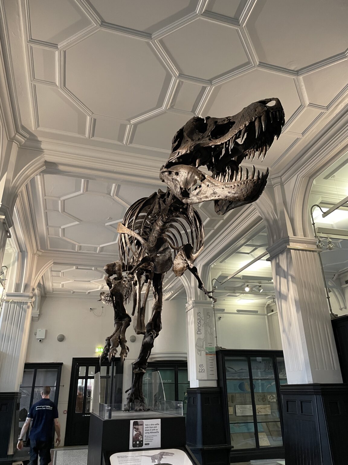 The 110 million-year-old dinosaur skeleton that Manchester Museum hopes ...