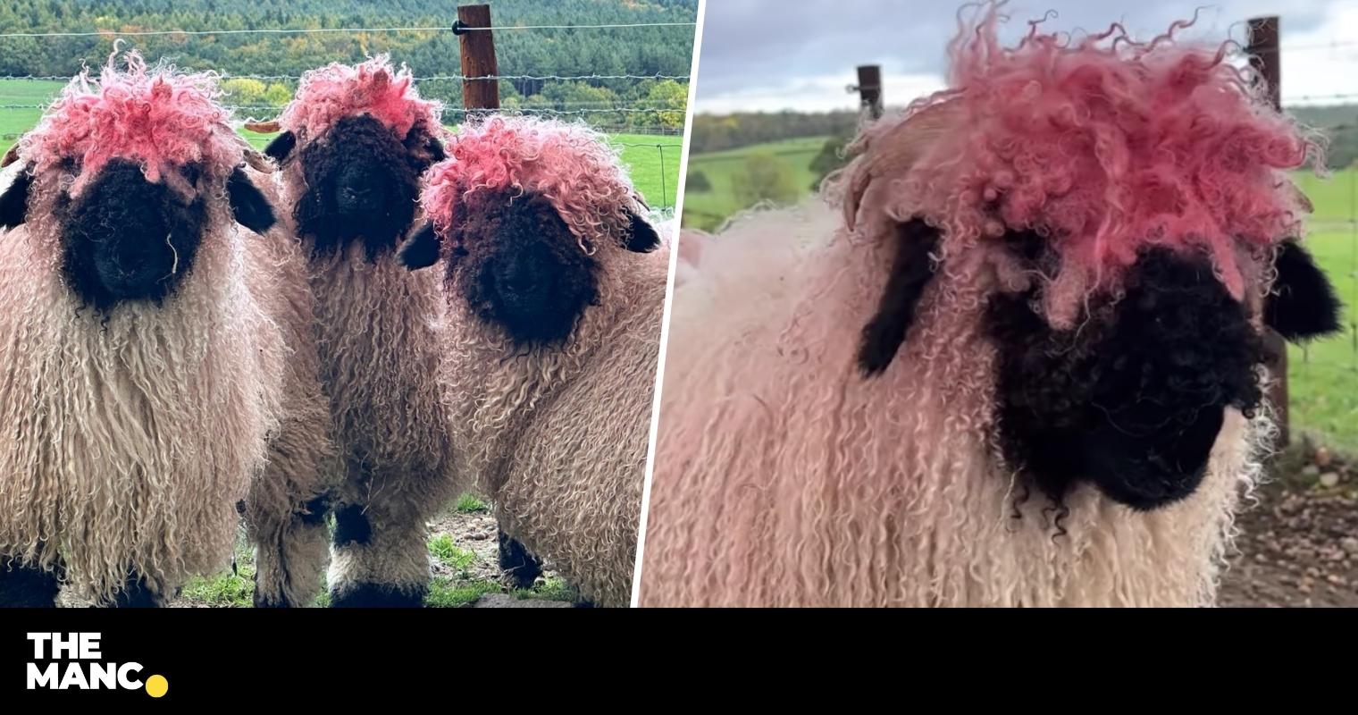 Mishap at Cannon Hall Farm leaves sheep with matching hair dos