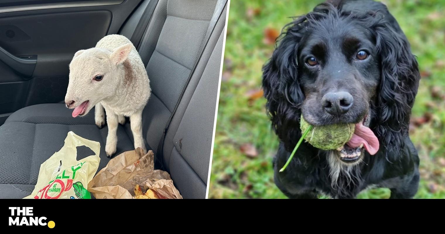 Police stop car and discover £10k worth of drugs, chips, and a lamb