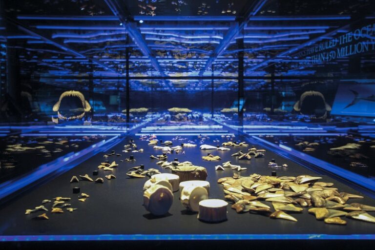 Immersive 'out of water' shark experience with life-sized models to ...