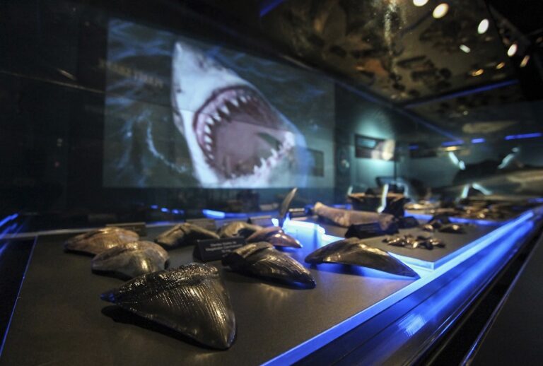 Immersive 'out of water' shark experience with life-sized models to ...