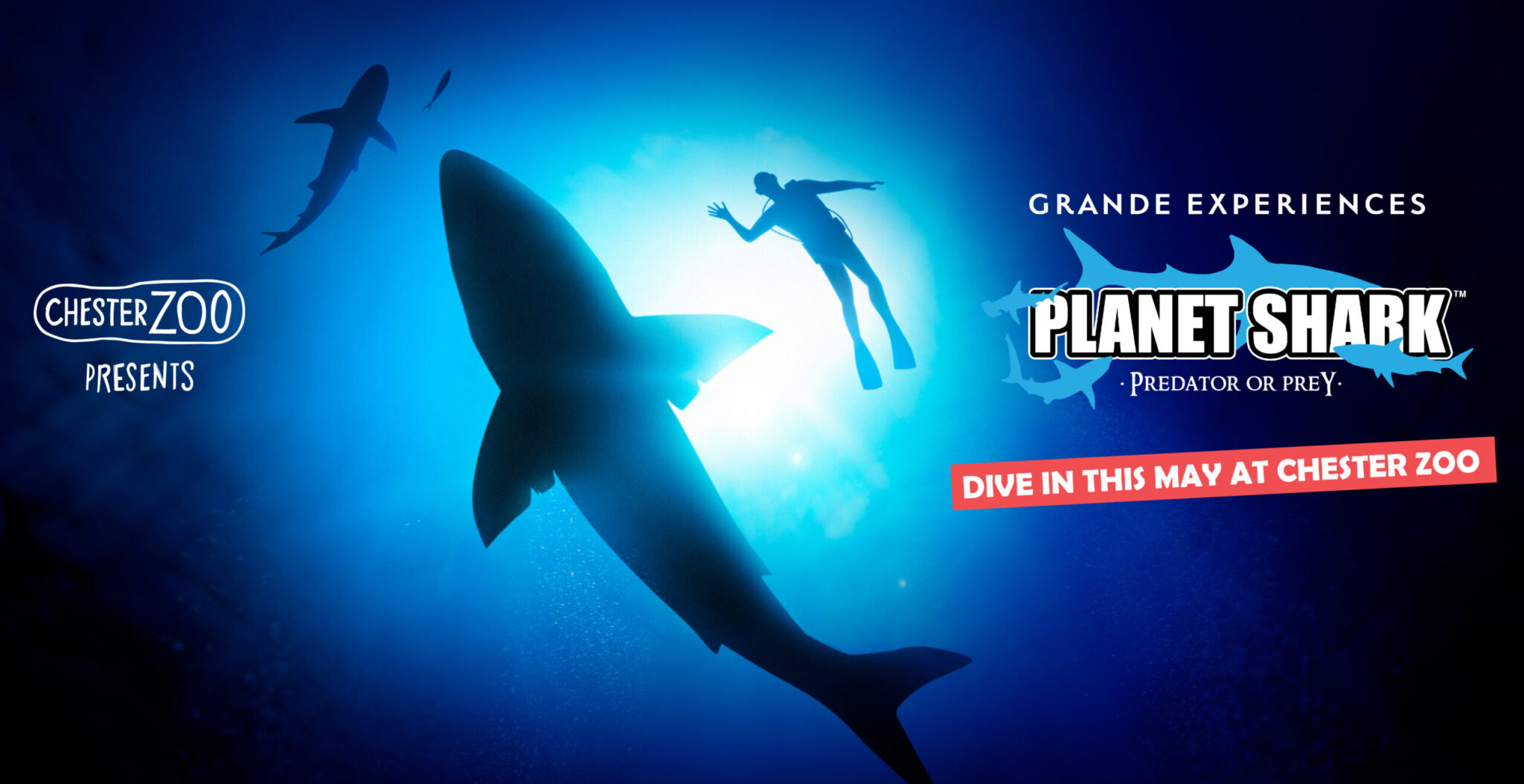 Immersive 'out of water' shark experience with life-sized models to ...