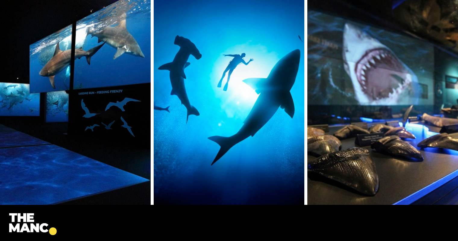 Immersive 'out of water' shark experience with life-sized models to ...