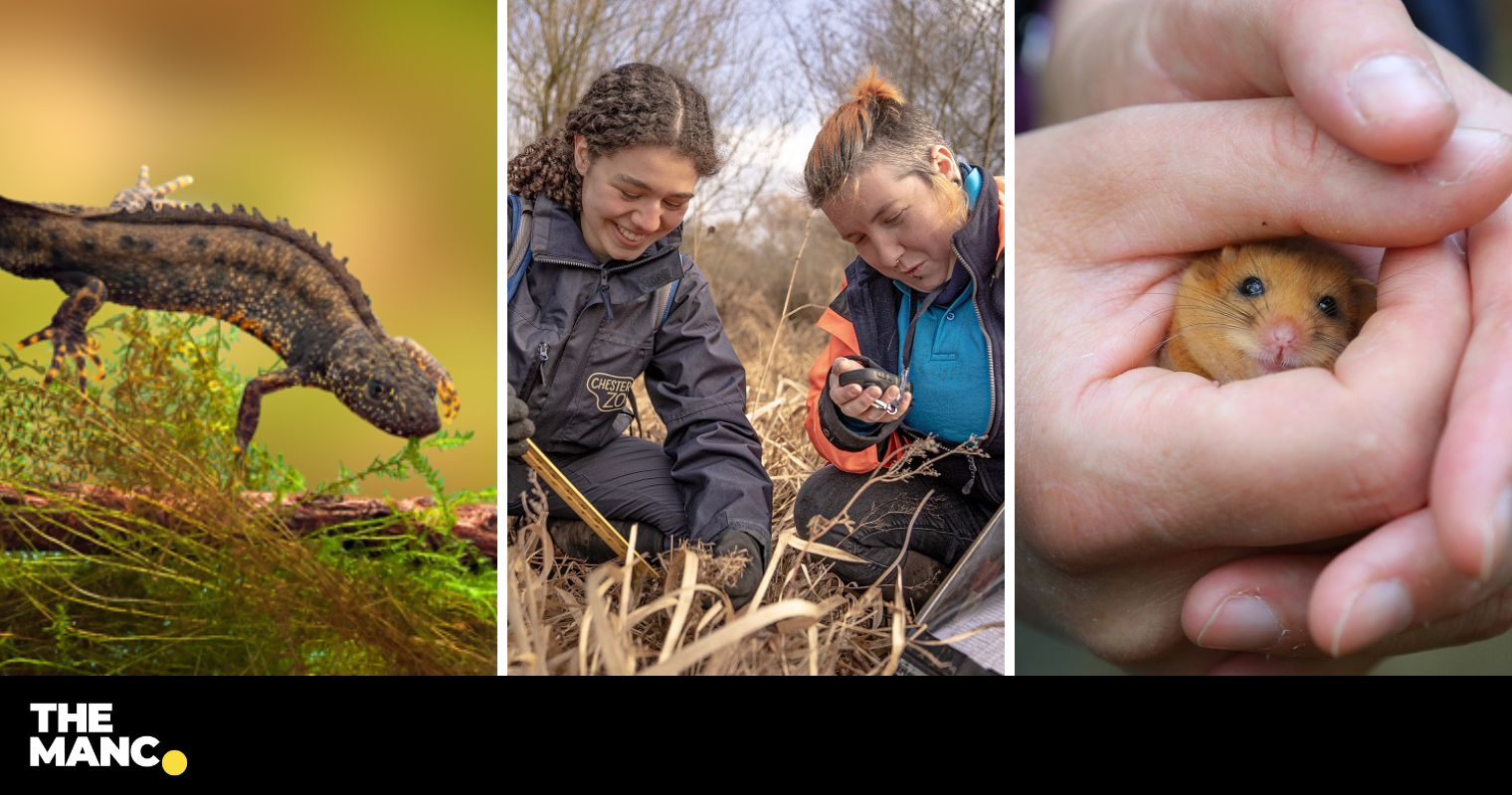 Chester Zoo awarded £318k to improve nature recovery and wildlife ...