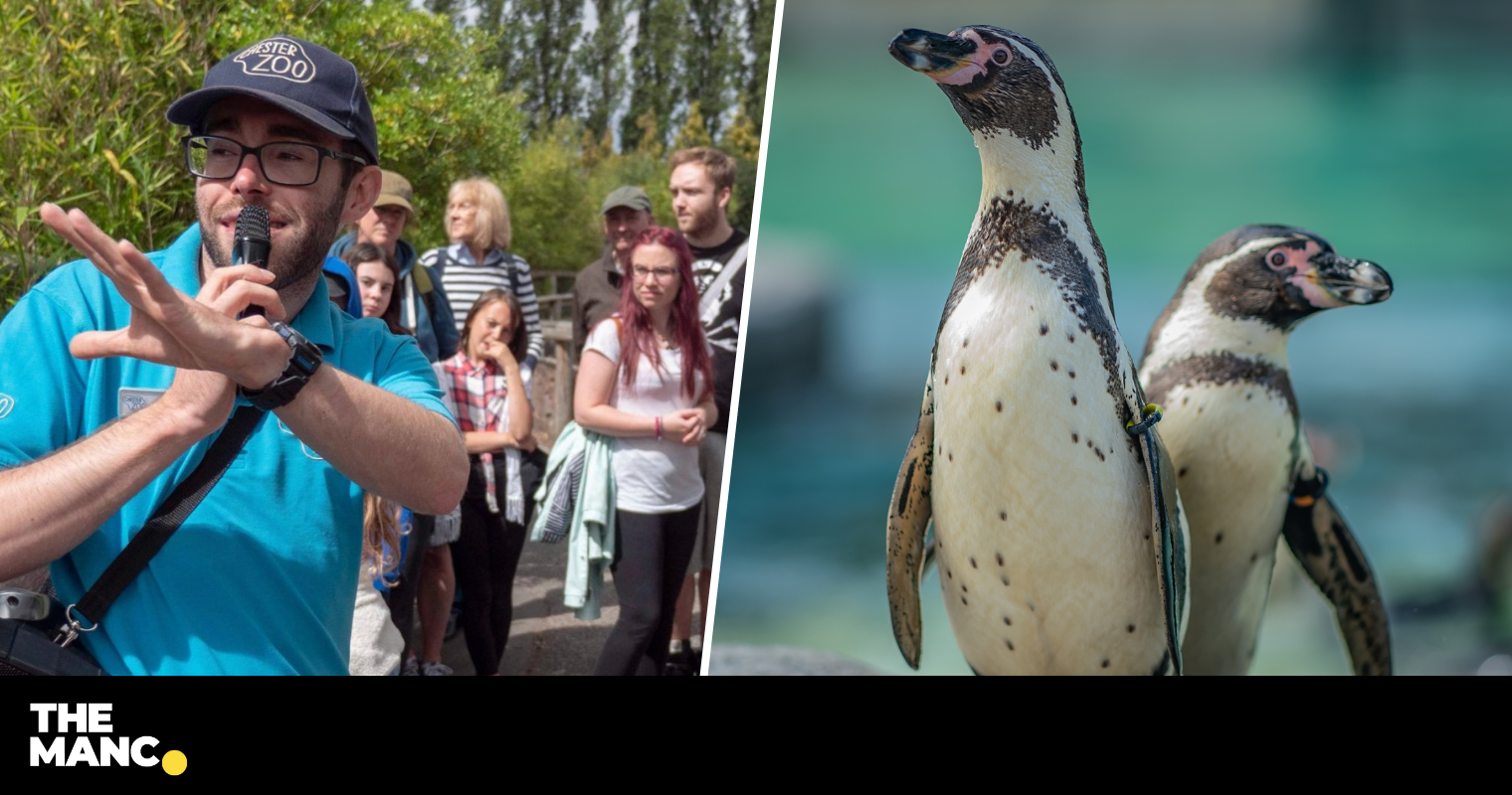 Chester Zoo is looking for a new part-time zoo ranger and there's some ...