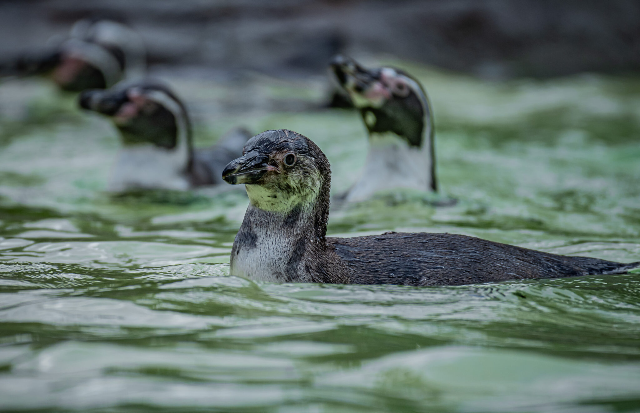 Chester Zoo shares adorable video of baby penguins taking their first ...