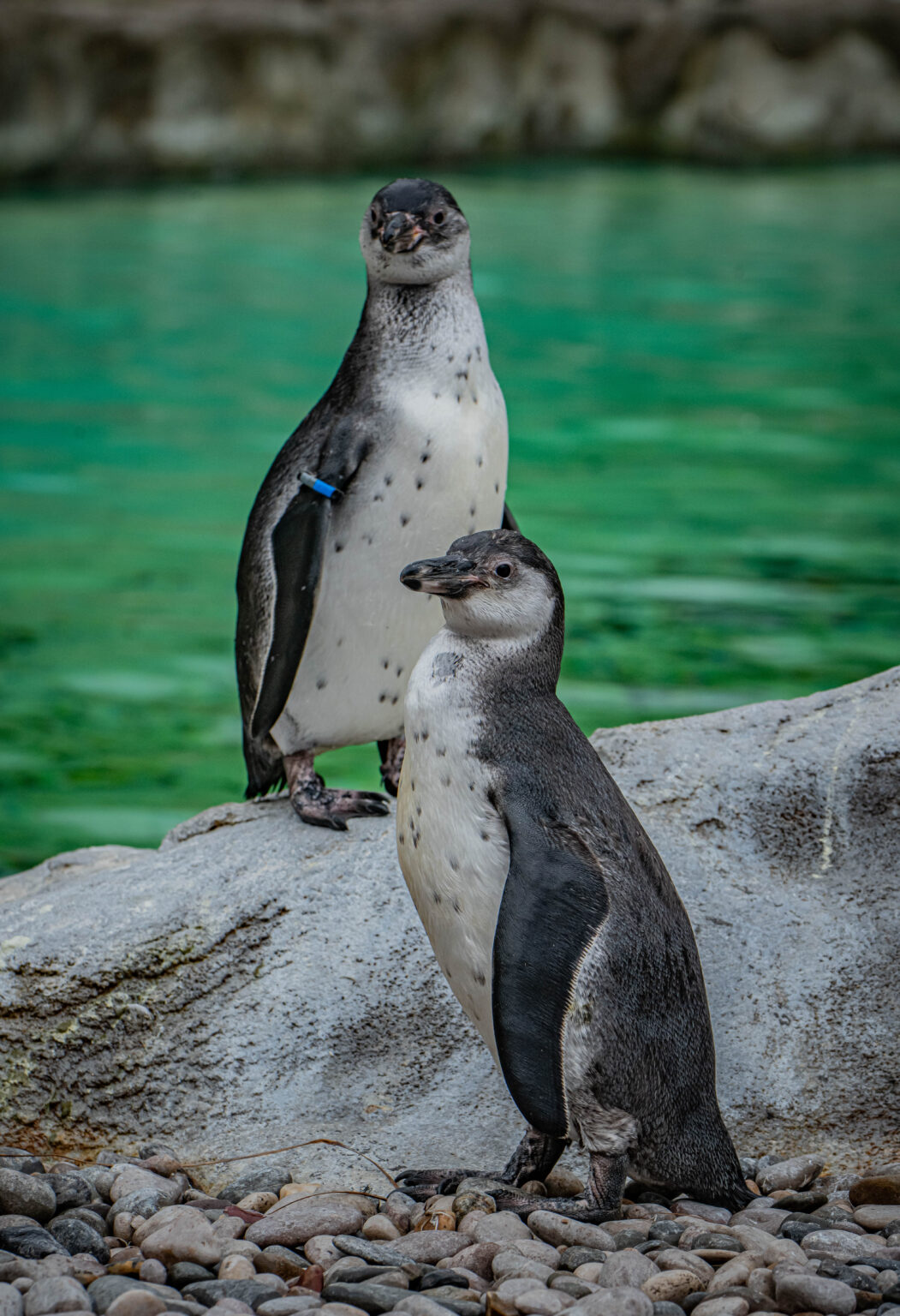 Chester Zoo shares adorable video of baby penguins taking their first ...