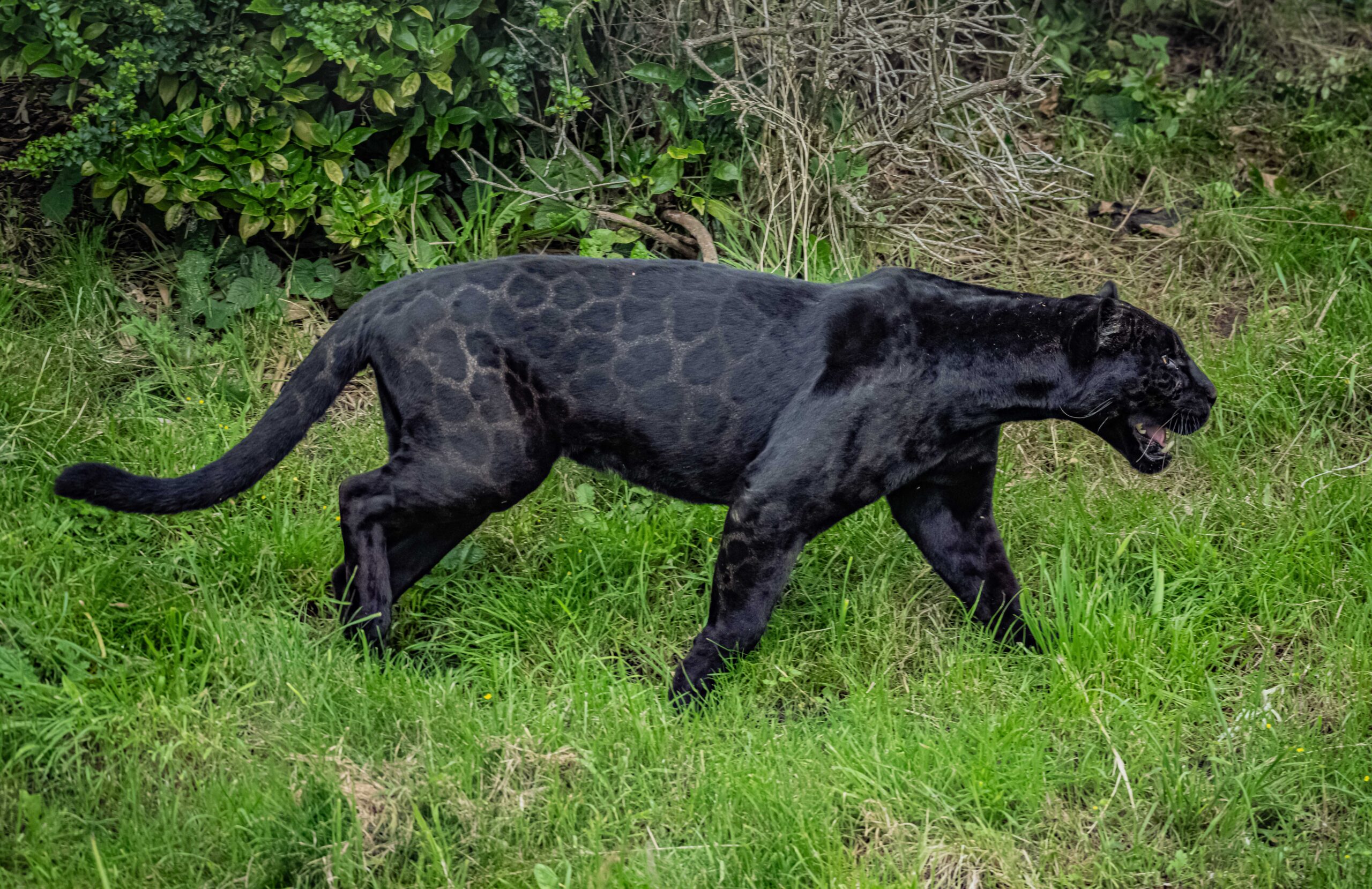 Black Jaguar Cat At Night Black Jaguar Cat At Night