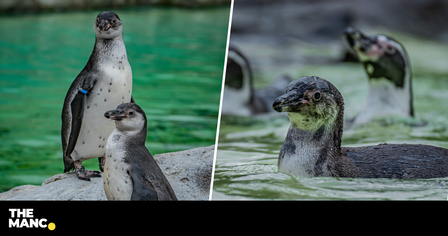 Chester Zoo shares adorable video of baby penguins taking their first ...
