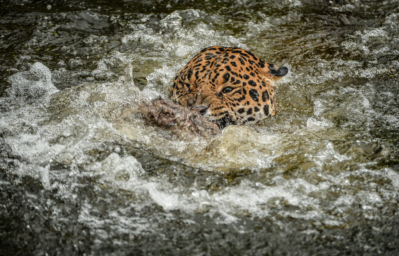 Chester Zoo has welcomed a beautiful rare black jaguar
