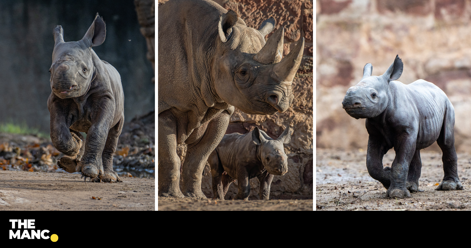 Birth of rare endangered eastern black rhino Chester Zoo caught on video