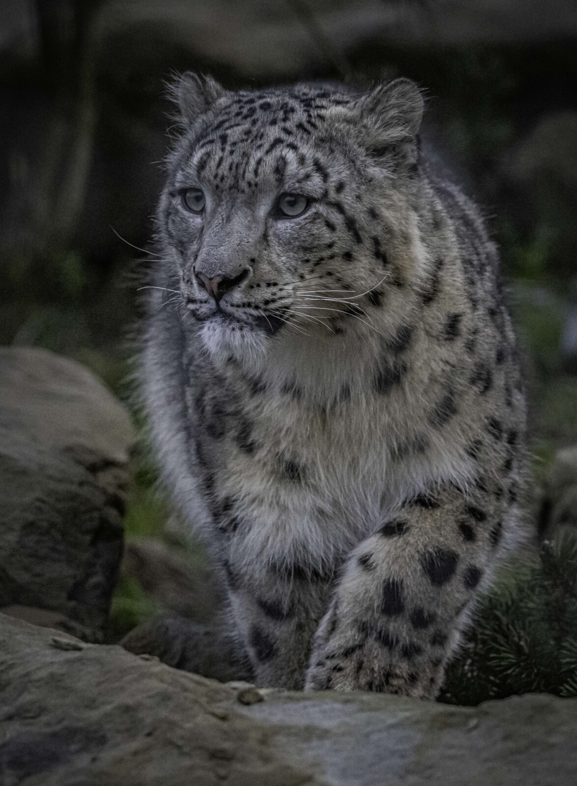 Two snow leopards have arrived at Chester Zoo for the first time