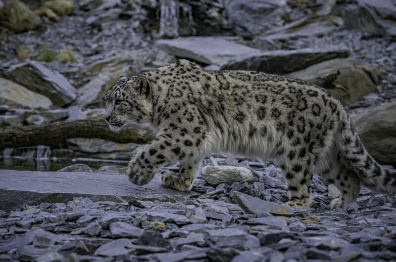 Two snow leopards have arrived at Chester Zoo for the first time