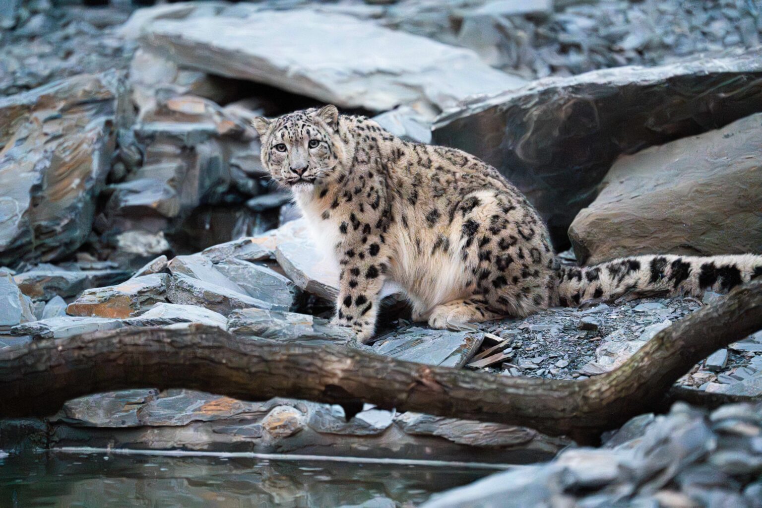 Two snow leopards have arrived at Chester Zoo for the first time
