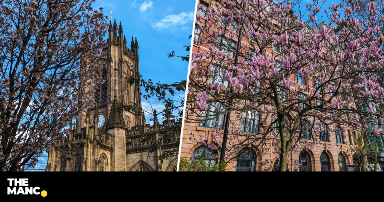 The beautiful blossom walking trail through Manchester city centre