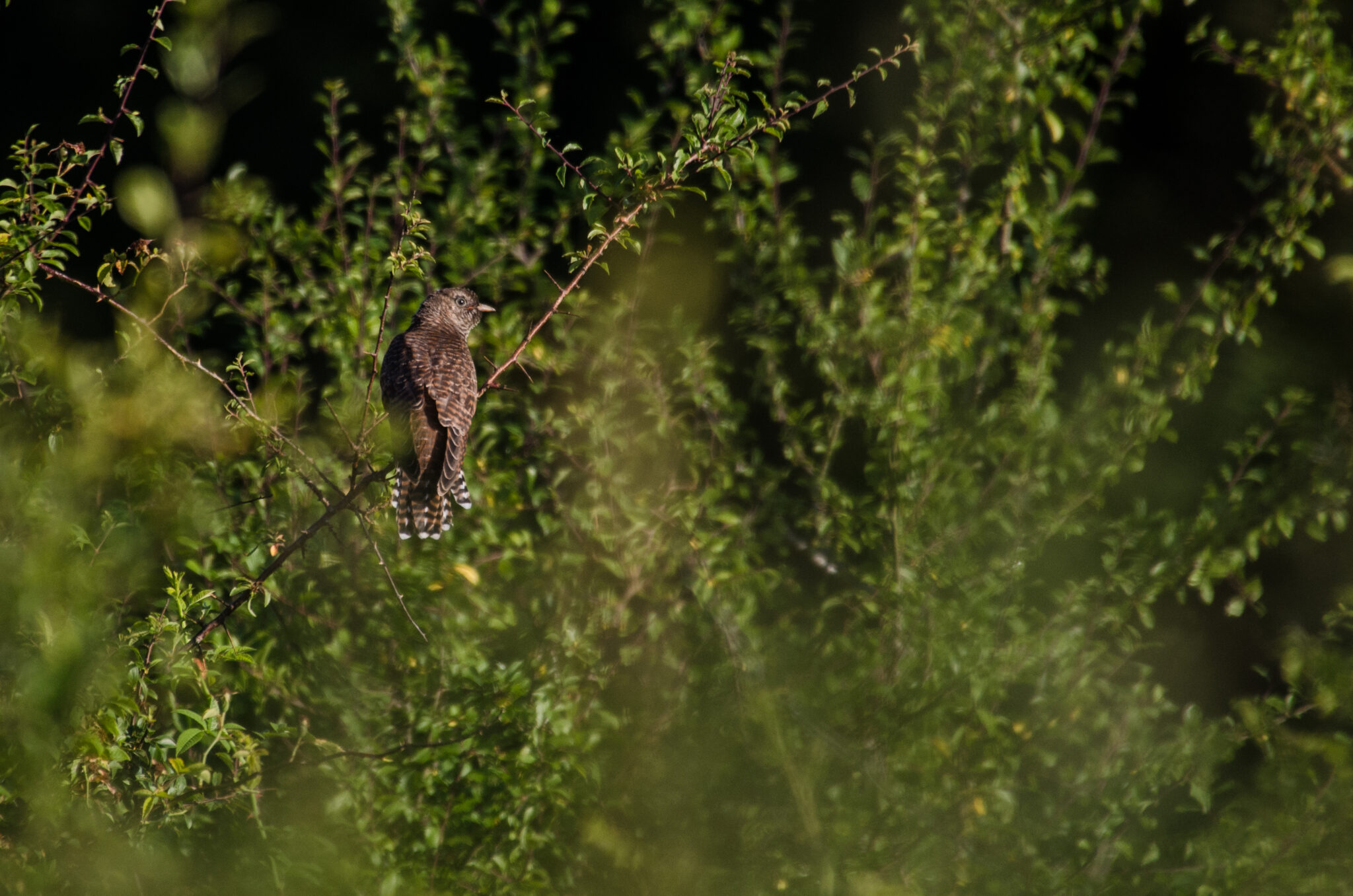 'Groundbreaking' new wildlife exhibition to open at Manchester Museum
