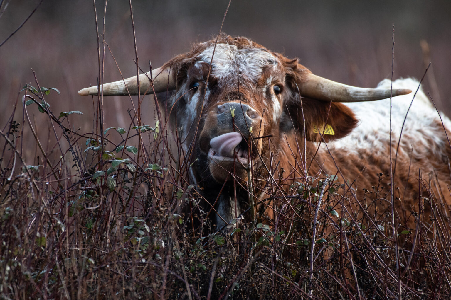 'Groundbreaking' new wildlife exhibition to open at Manchester Museum