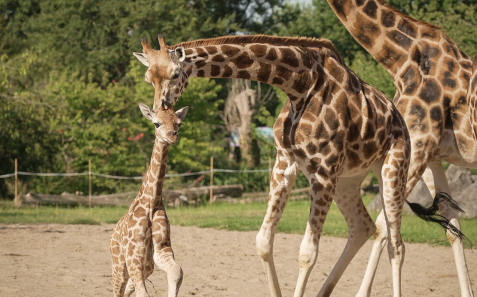 Plans approved for new safari lodges at Chester Zoo where visitors wake ...