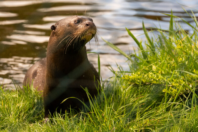 A rare 'giant' otter has arrived at Chester Zoo and it could help save a species