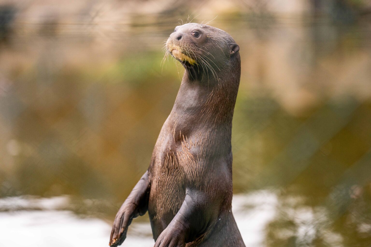 A rare 'giant' otter has arrived at Chester Zoo and it could help save ...