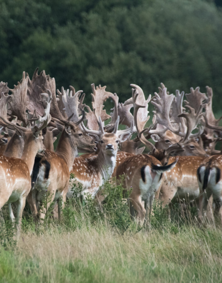 A Manc's guide to: the Heatons, Stockport's flourishing suburbs
