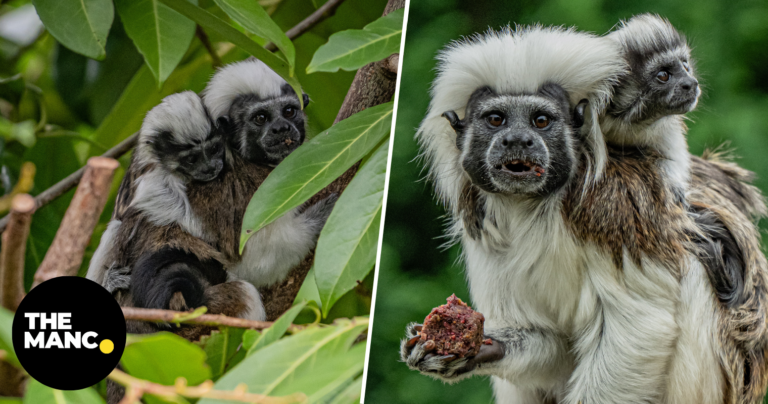 Chester Zoo announces birth of 'exceptionally rare' twin monkeys