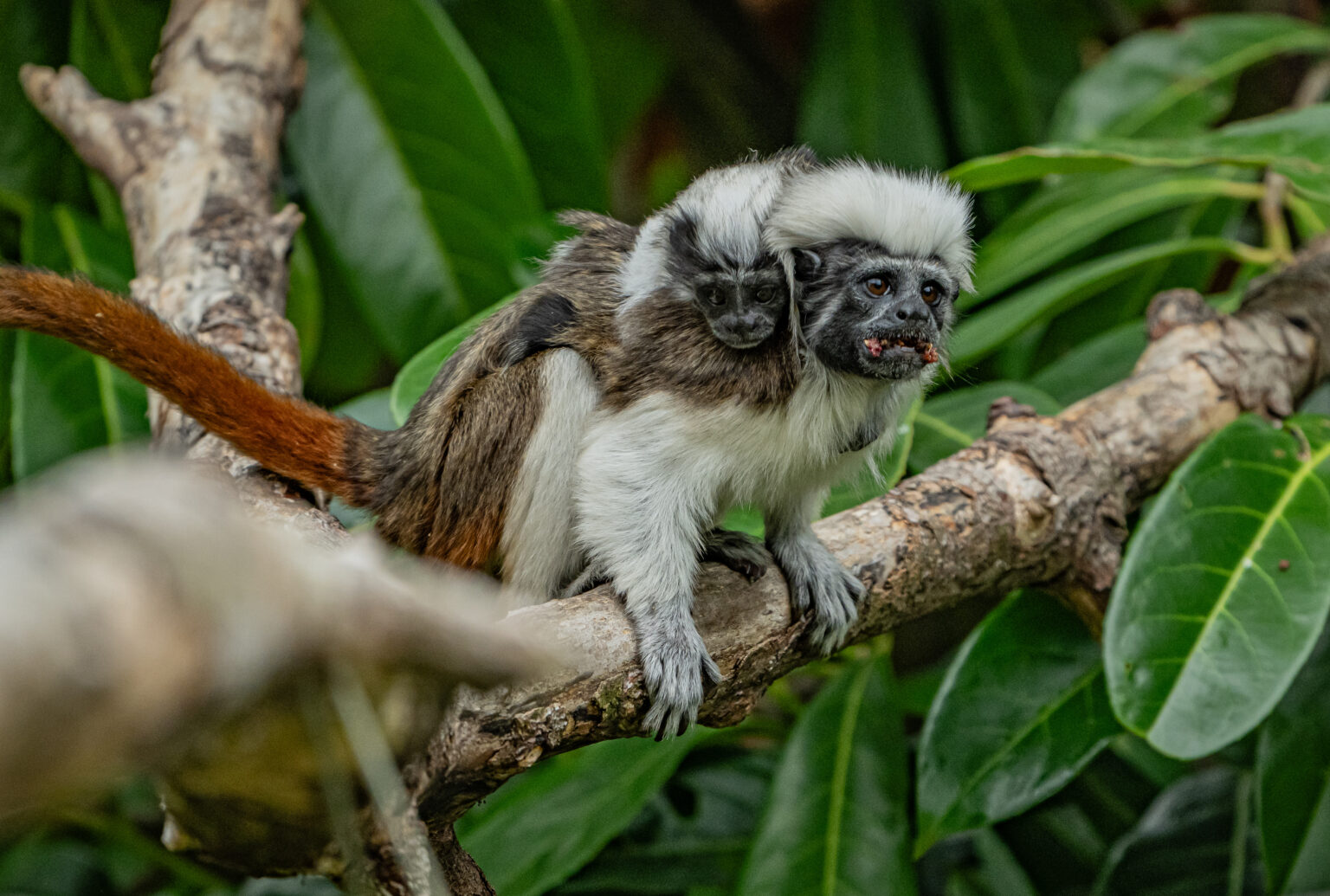 The Manc – Latest News from Greater Manchester