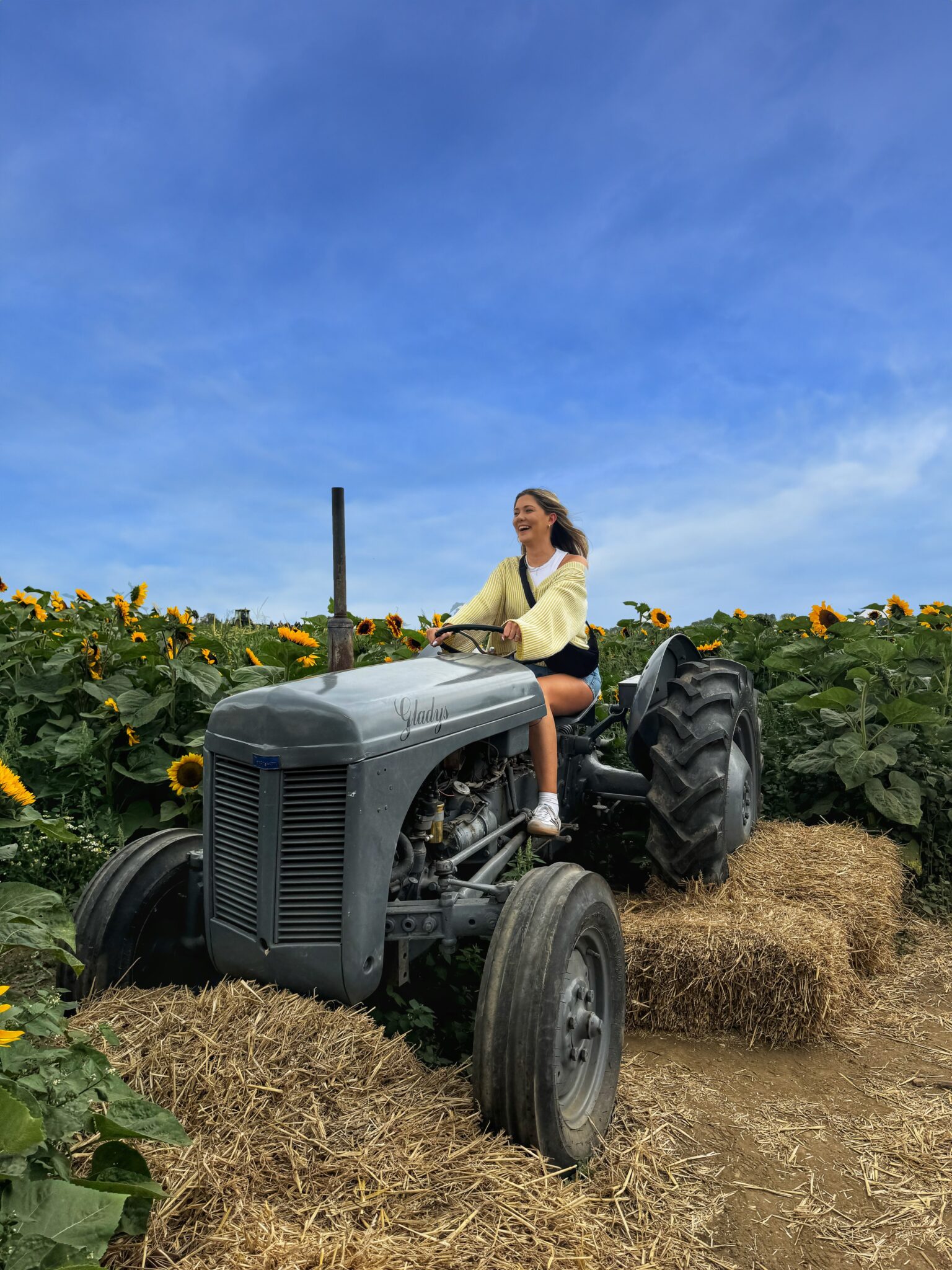 There's a farm up north where you can go sunflower picking
