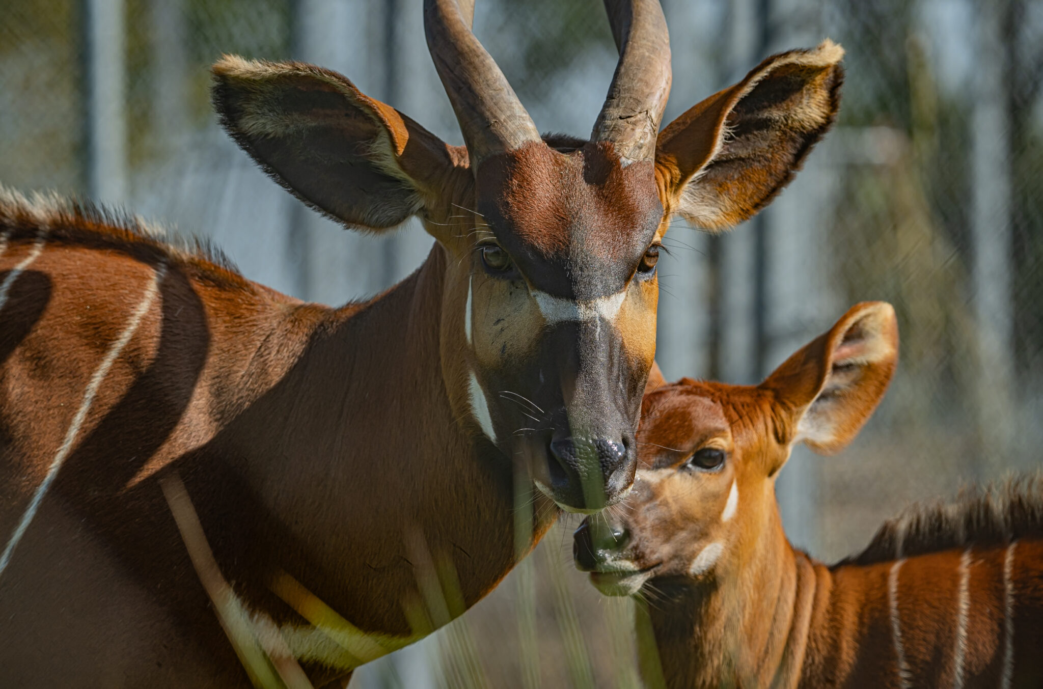 Super rare and super cute: endangered 'bongo' born at Chester Zoo