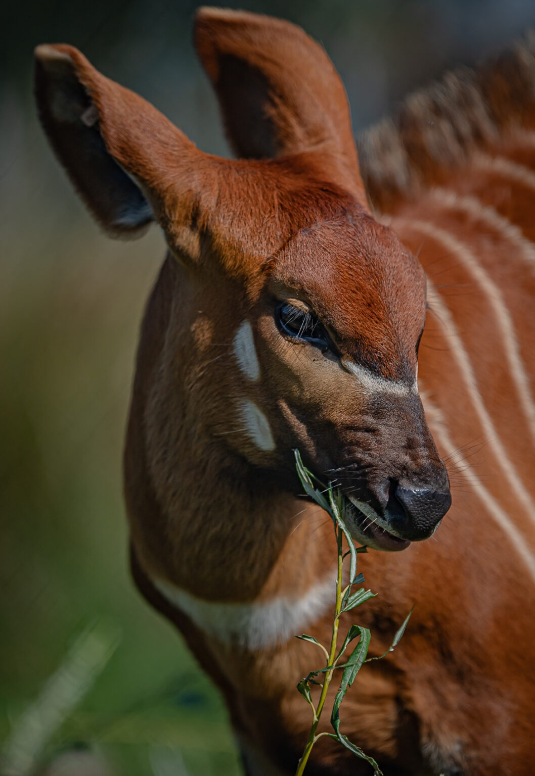 Super rare and super cute: endangered 'bongo' born at Chester Zoo