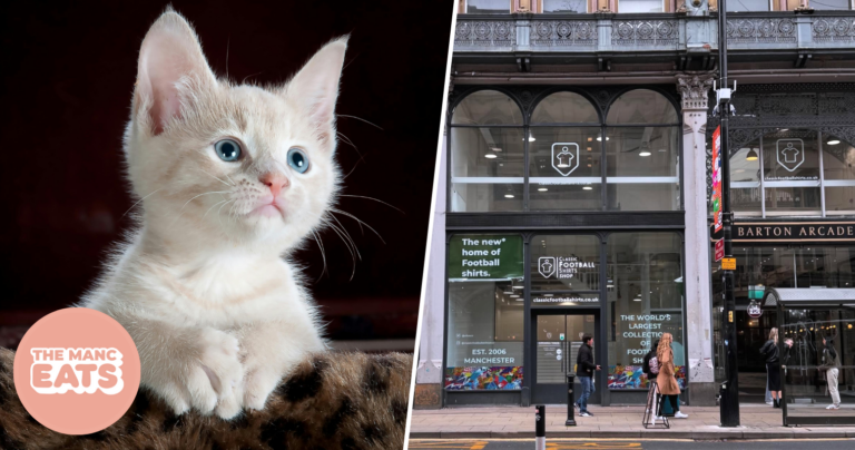 Manchester's Cat Café is reopening four years after its closure