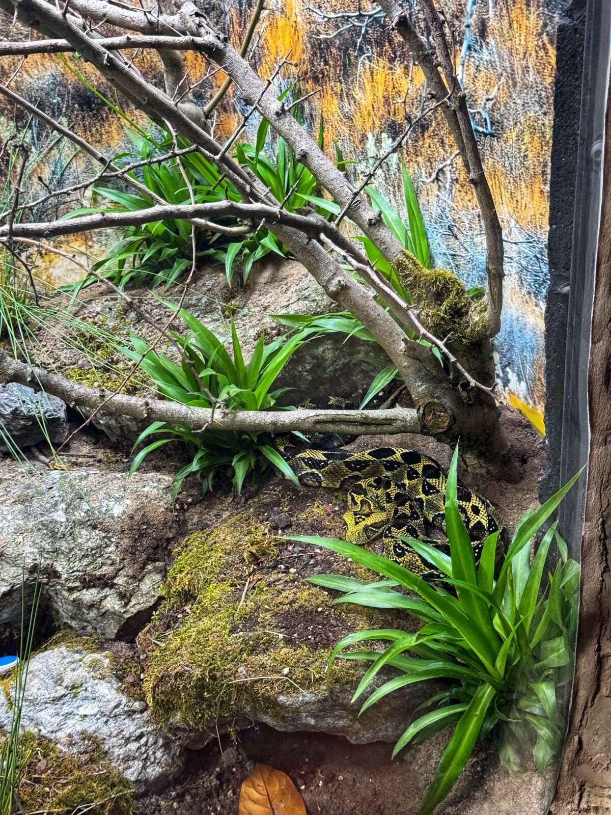 Heart of Africa - Chester Zoo opens massive 'African savannah'