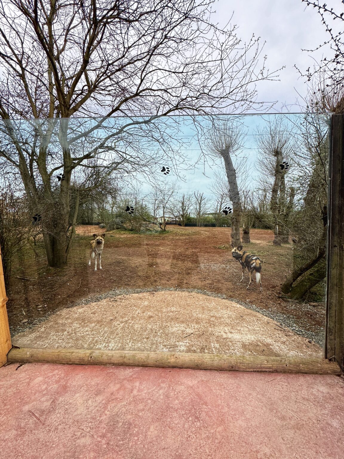Heart of Africa - Chester Zoo opens massive 'African savannah'