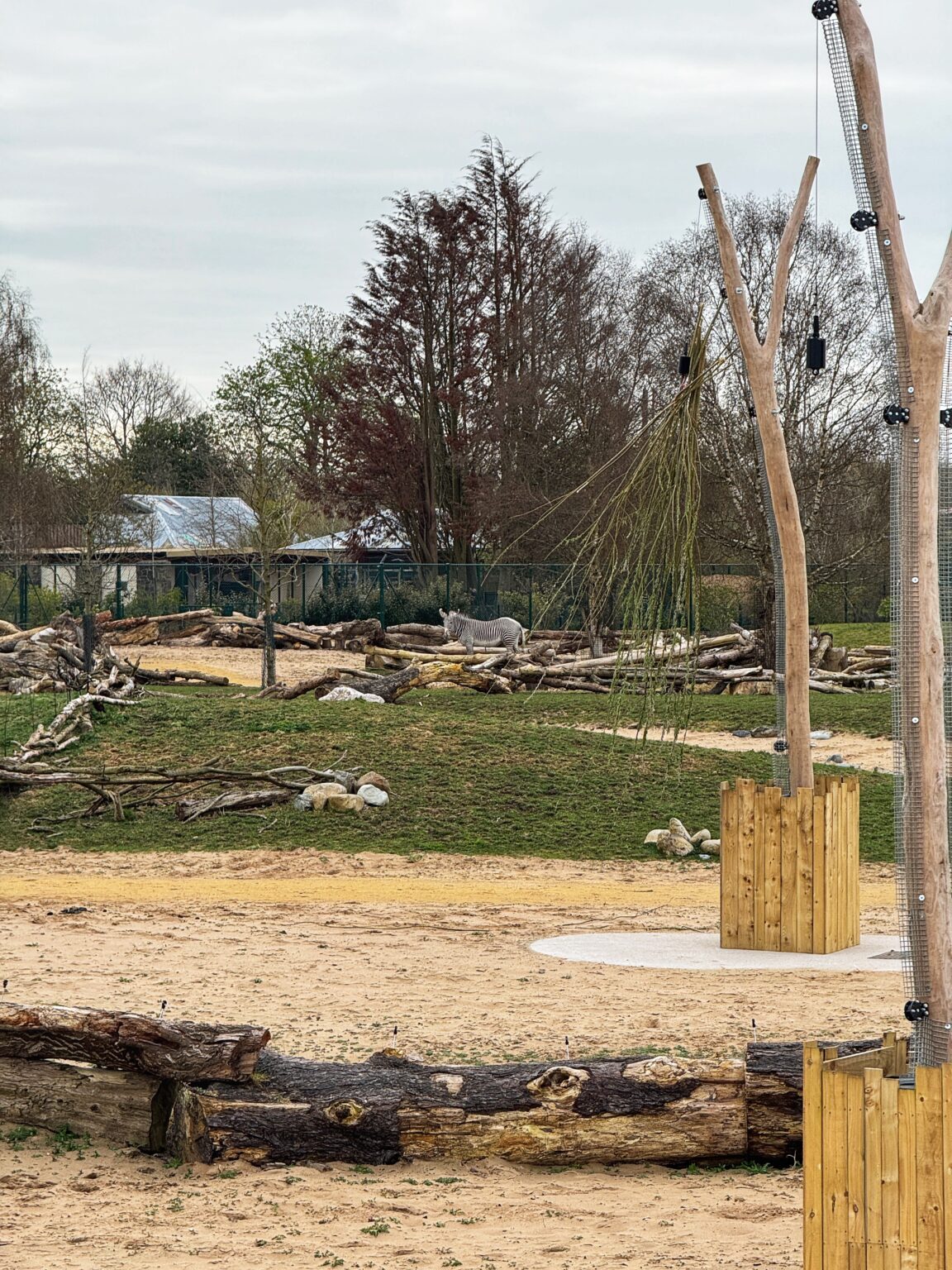 Heart of Africa - Chester Zoo opens massive 'African savannah'