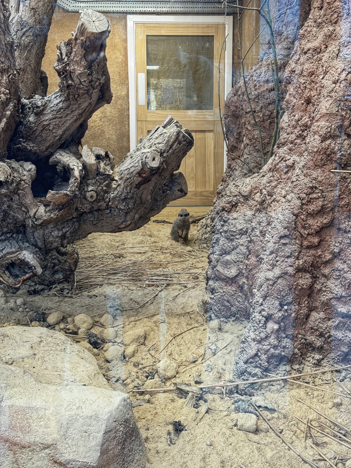 Heart of Africa - Chester Zoo opens massive 'African savannah'