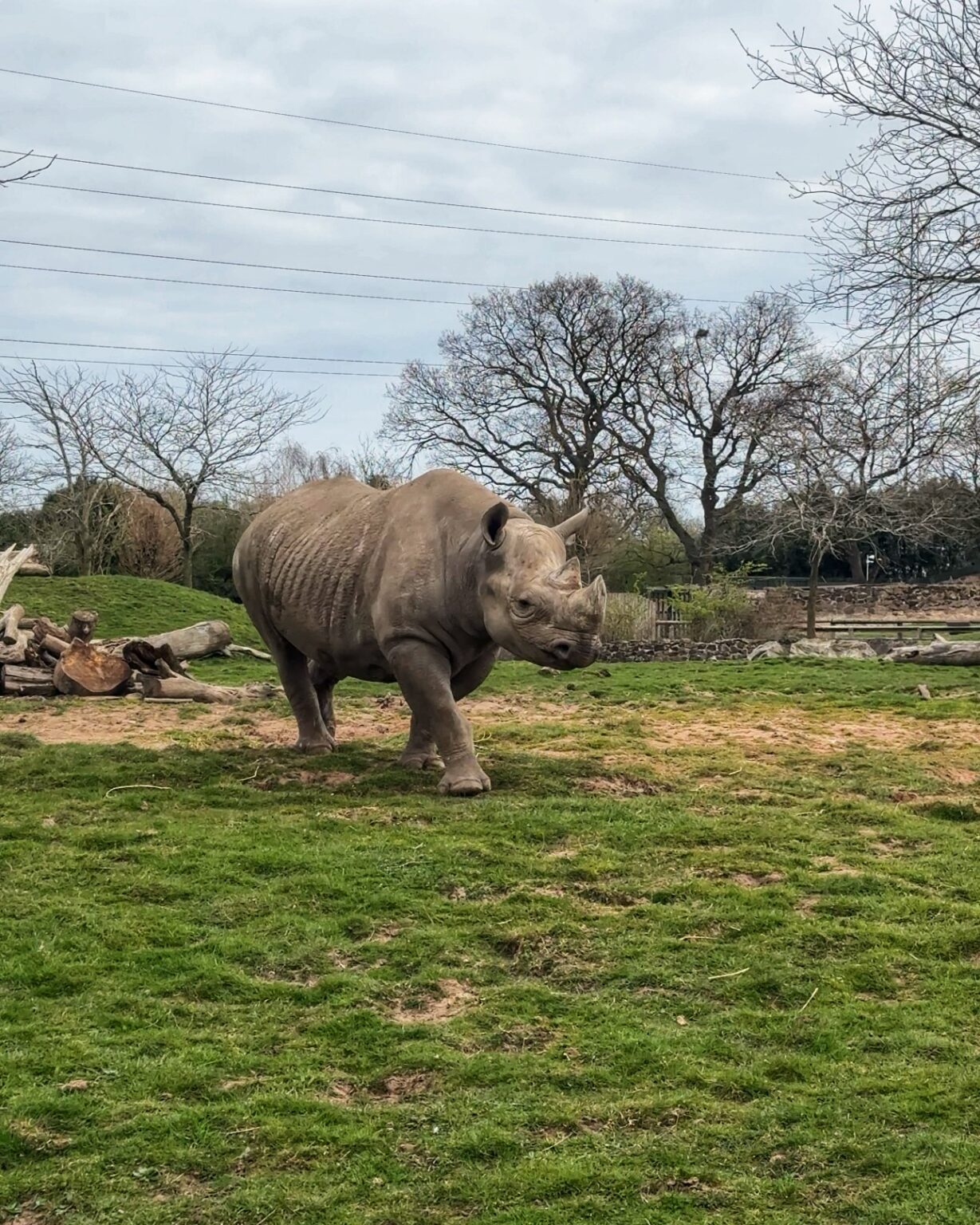 Heart of Africa - Chester Zoo opens massive 'African savannah'