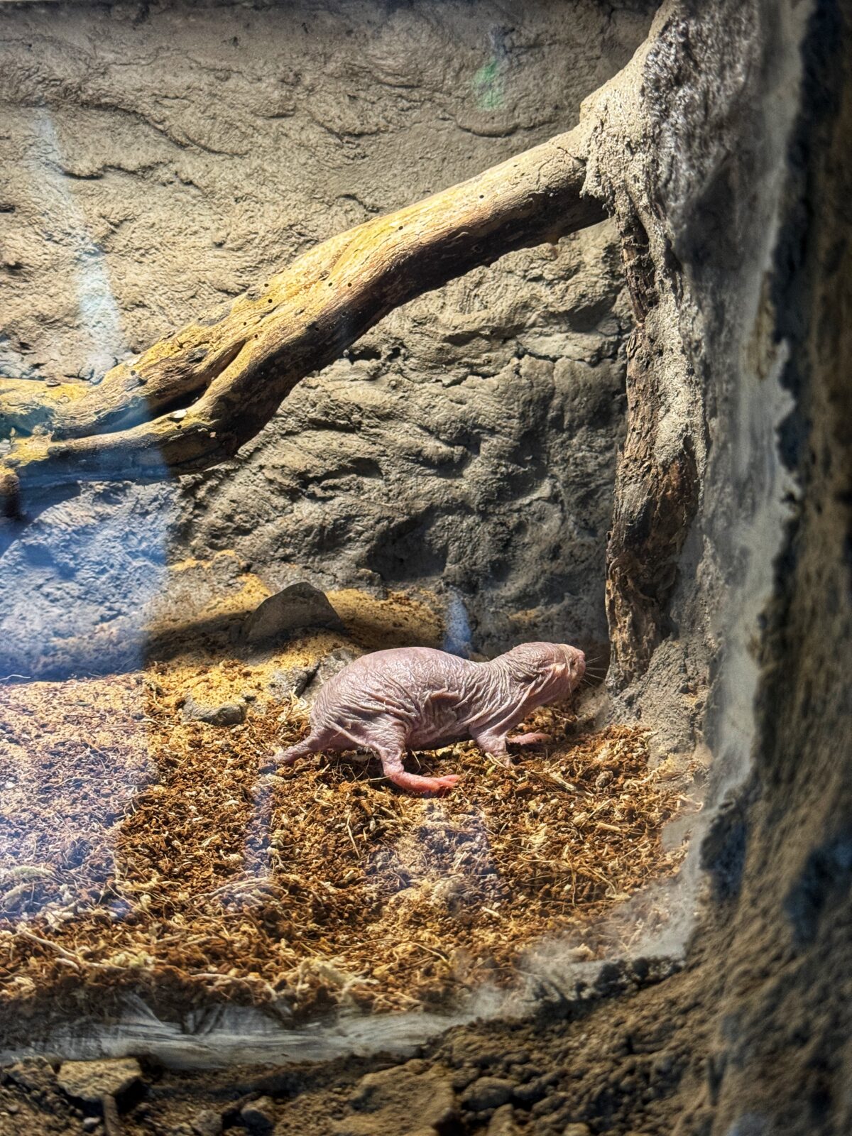 Heart of Africa - Chester Zoo opens massive 'African savannah'