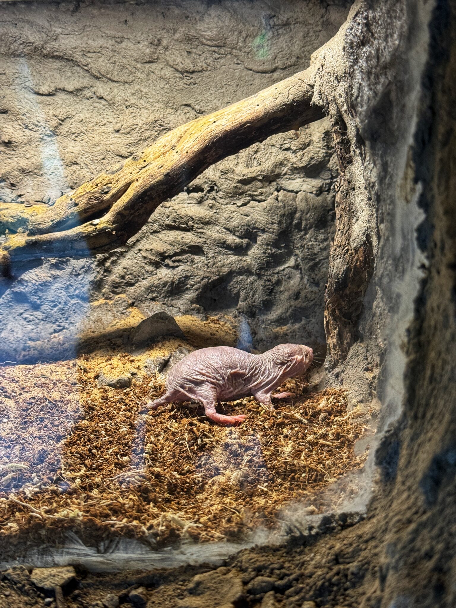 Heart of Africa - Chester Zoo opens massive 'African savannah'