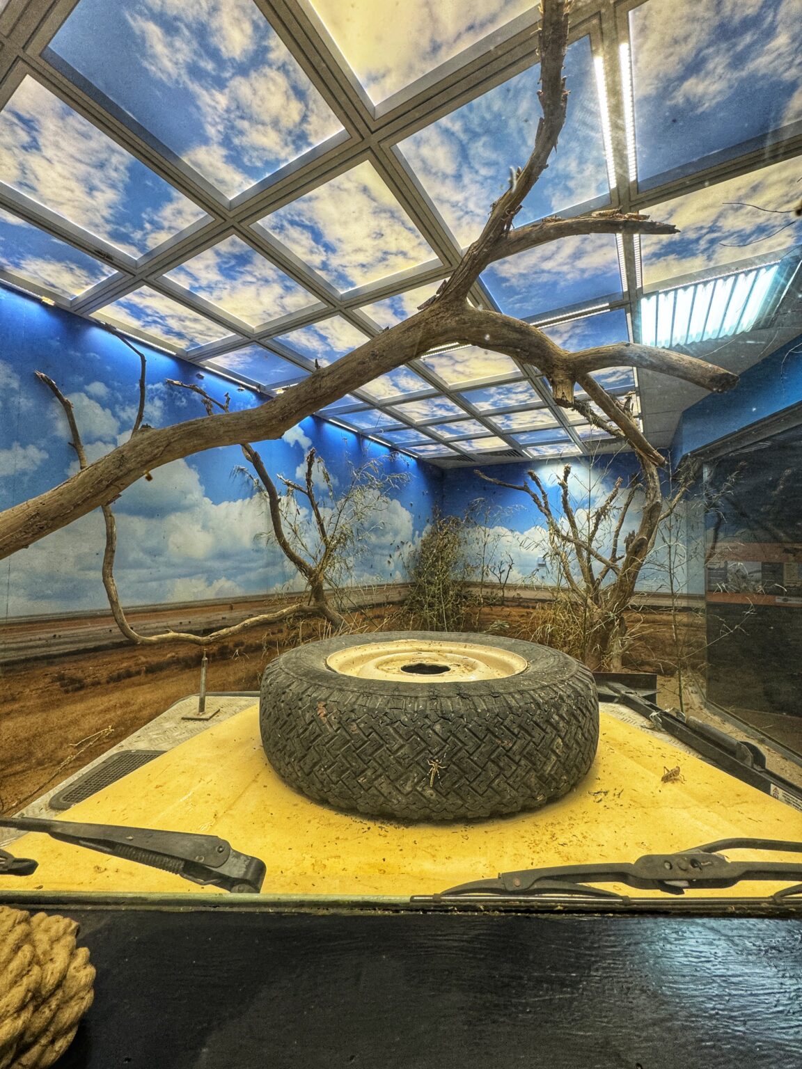 Heart of Africa - Chester Zoo opens massive 'African savannah'