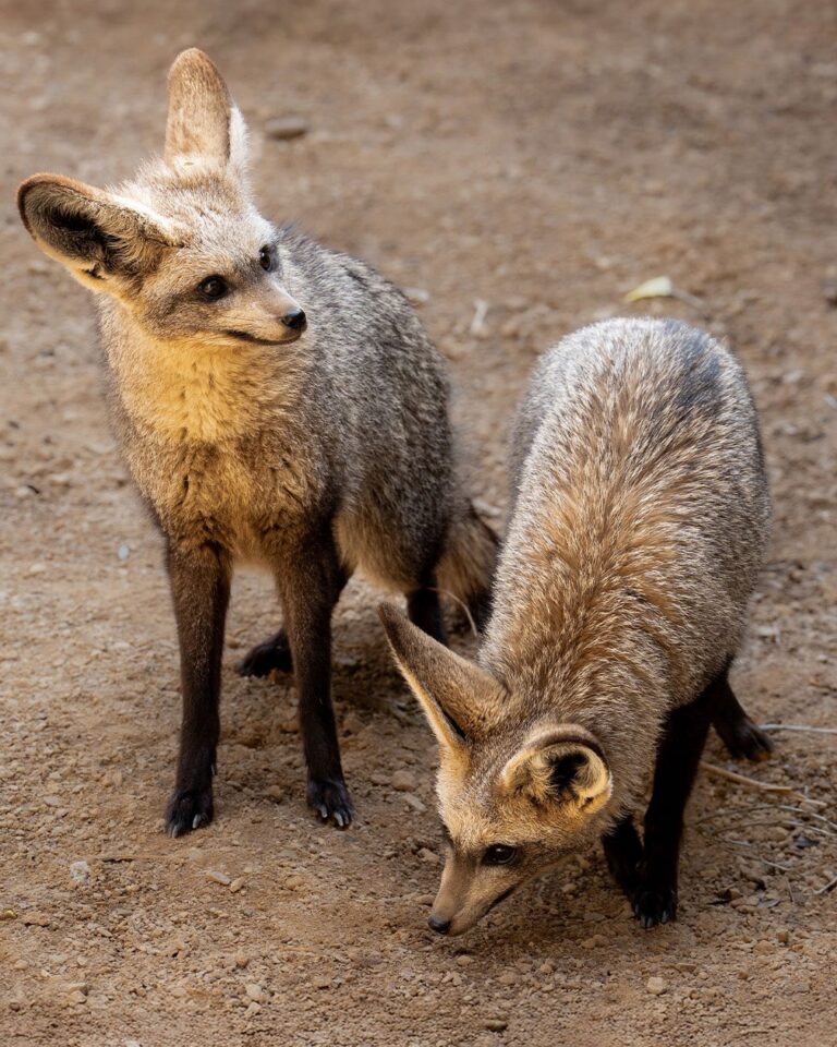 Rare bat-eared foxes have arrived at Chester Zoo for the first time in ...