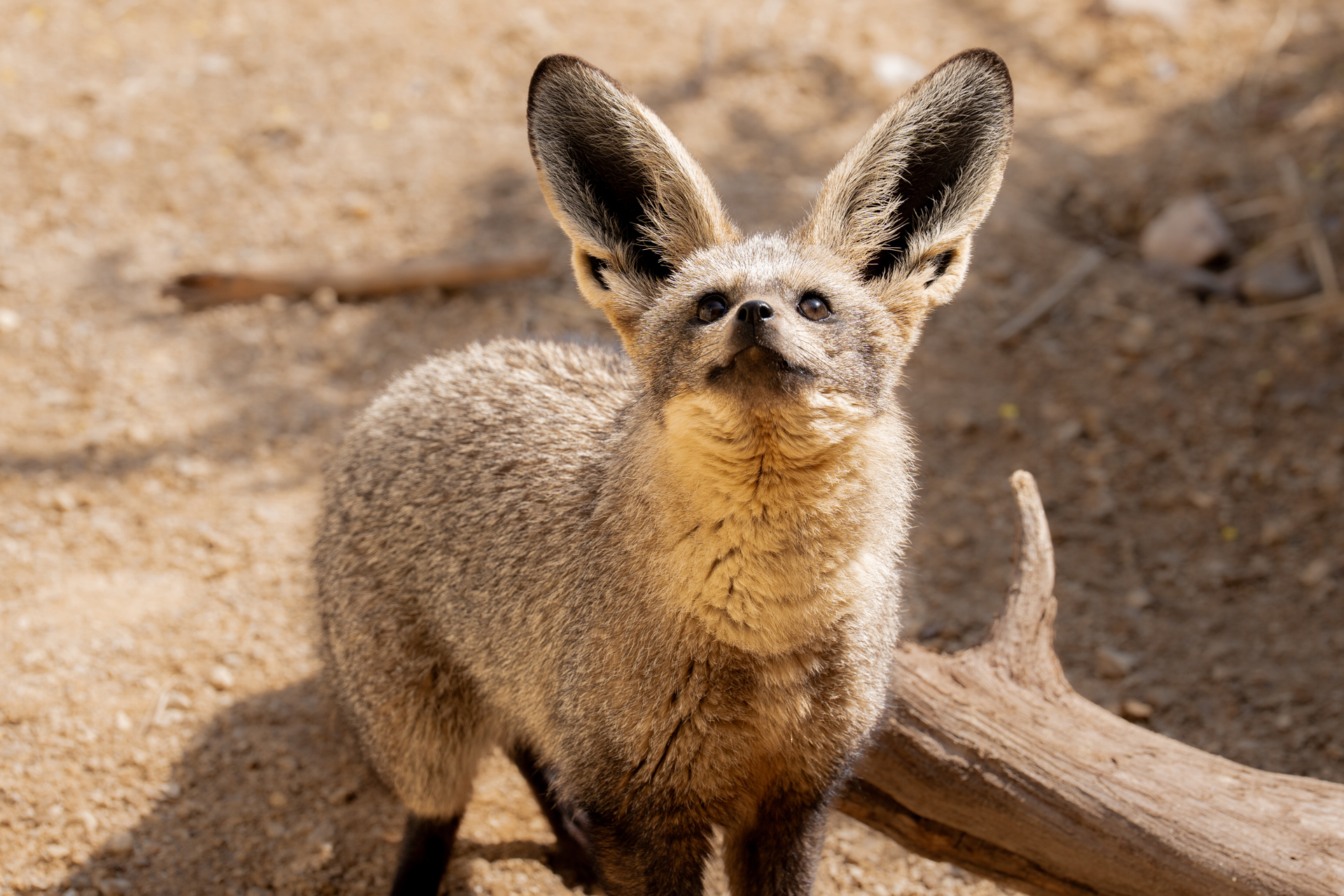 Rare bat-eared foxes have arrived at Chester Zoo for the first time in ...