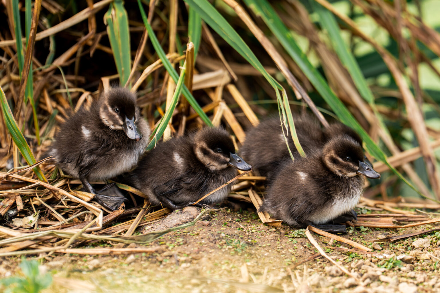 Four rare African ducklings are born at Chester Zoo for the first time